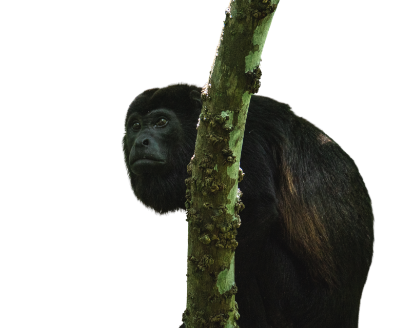 Community Baboon Sanctuary | Conservation and Ecotourism