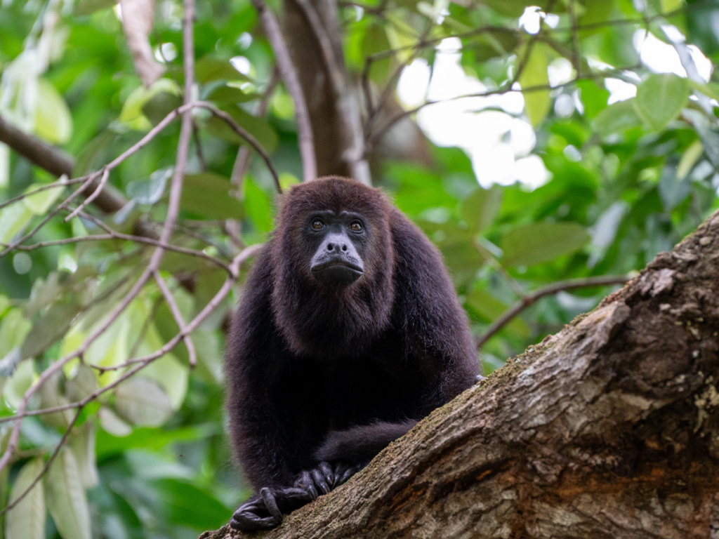 Community Baboon Sanctuary | Conservation and Ecotourism