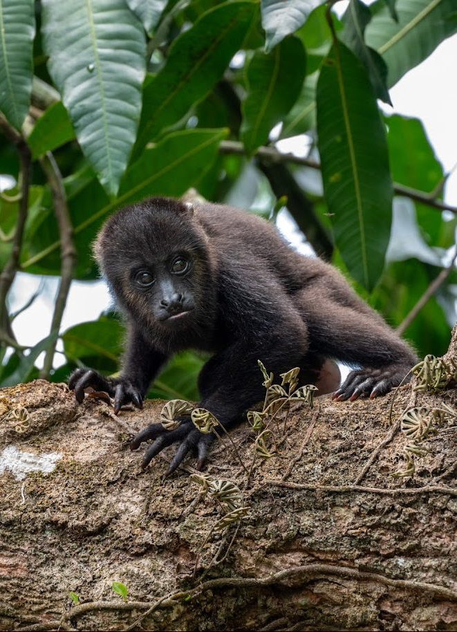 Things to Do In Belize | Community Baboon Sanctuary Eco-Tours